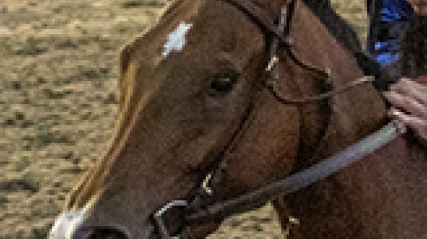 Pretty Mischievous | America's Best Racing